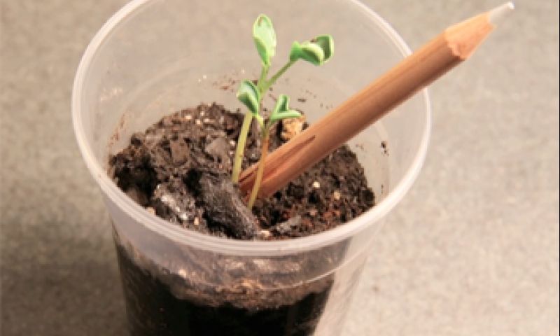 Crowdpleaser: Plant een potlood - Bright