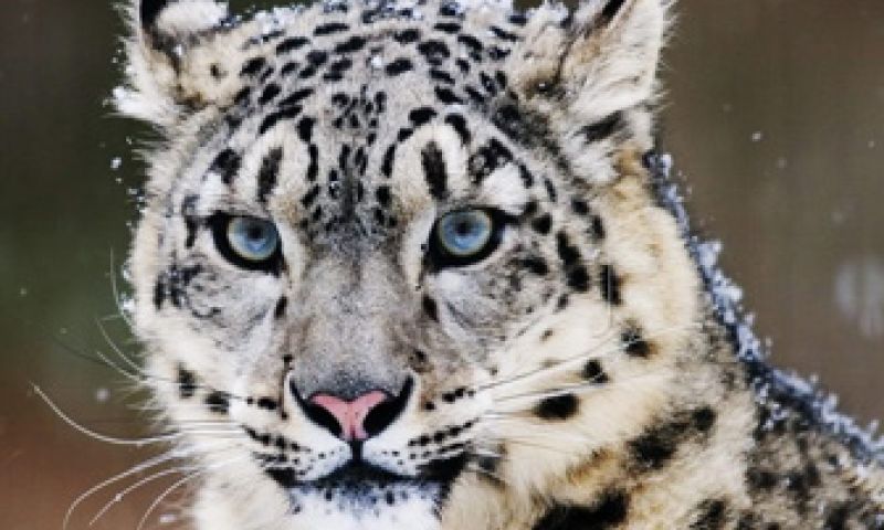 Eerste Snow Leopard screensaver - Bright